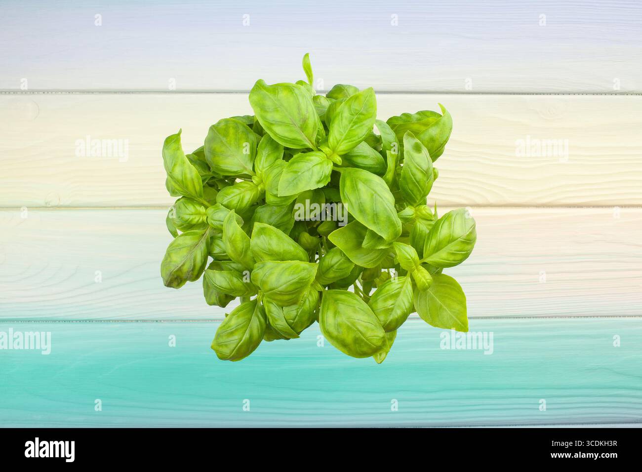 Basil top view isolated hi-res stock photography and images - Alamy