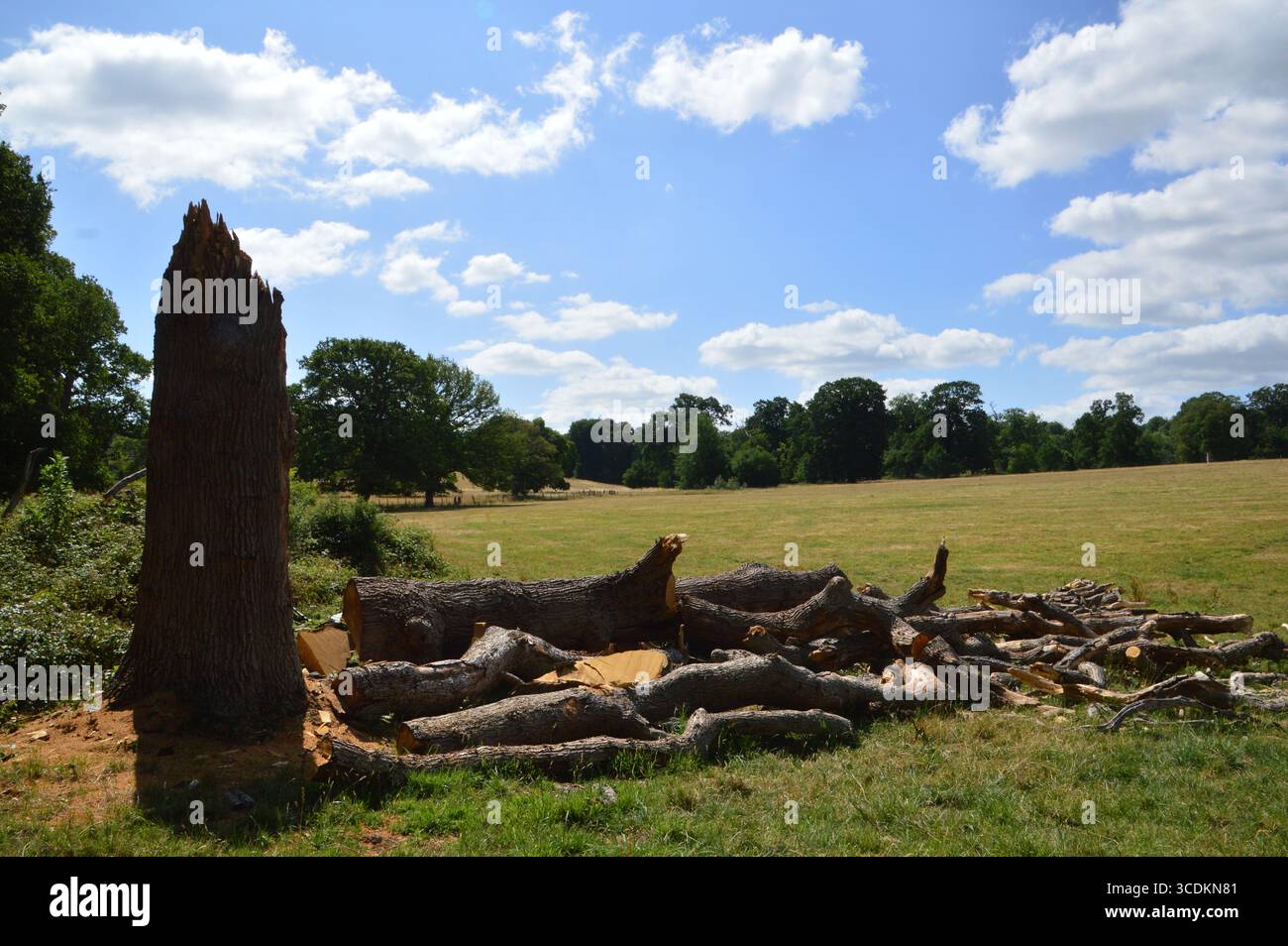 Felled tree and broken trunk in a field at Hatchlands Park, Surrey ...