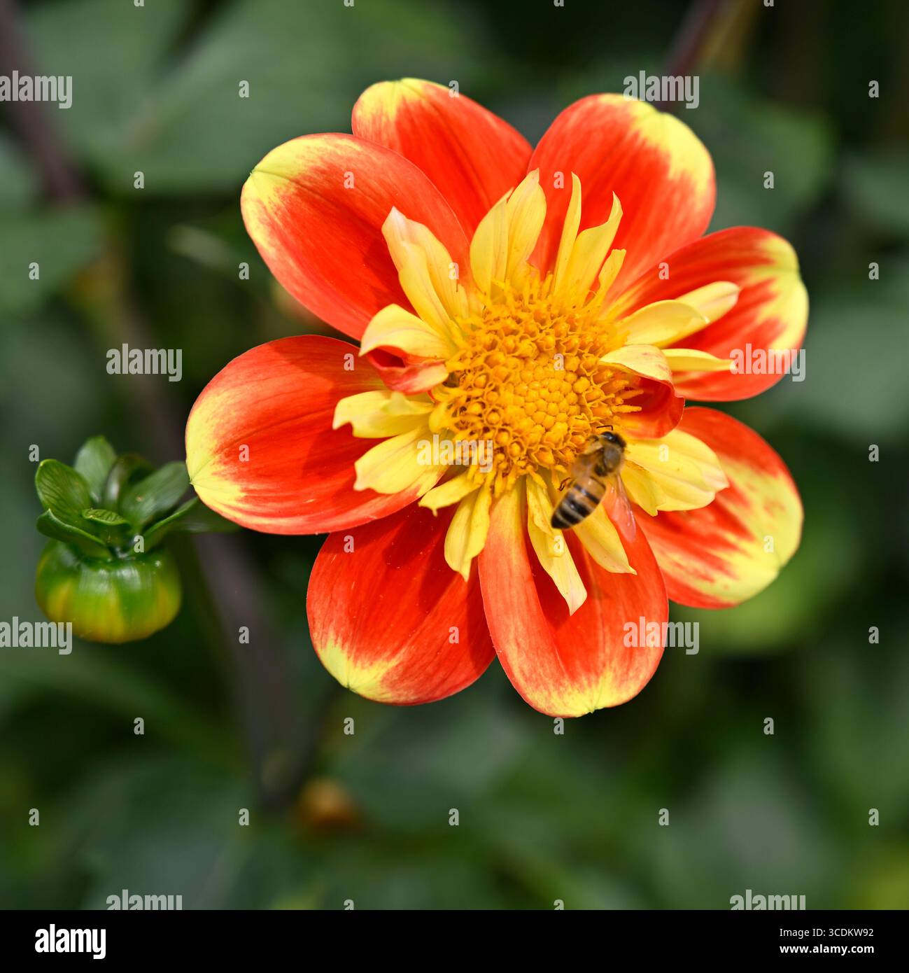 Red and yellow summer flower of collarette dahlia Pooh with bee UK ...