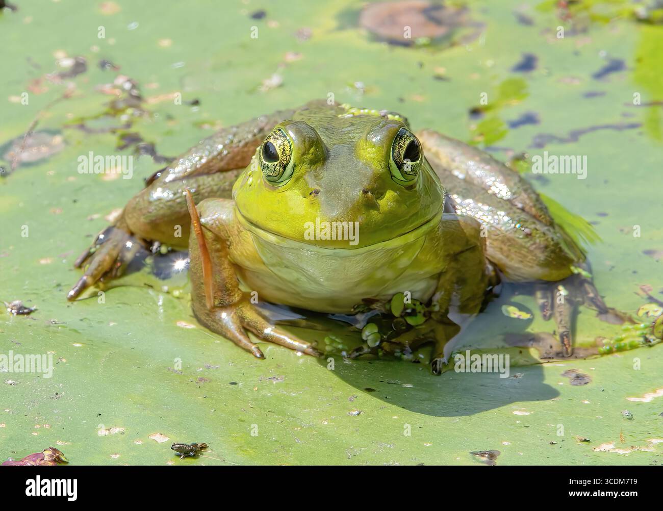 Female American Bullfrog, Hartley Wildlife Management Area ...