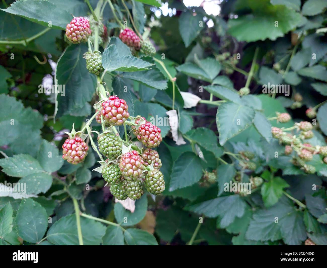 Showcasing clusters of green fruits hi-res stock photography and images ...