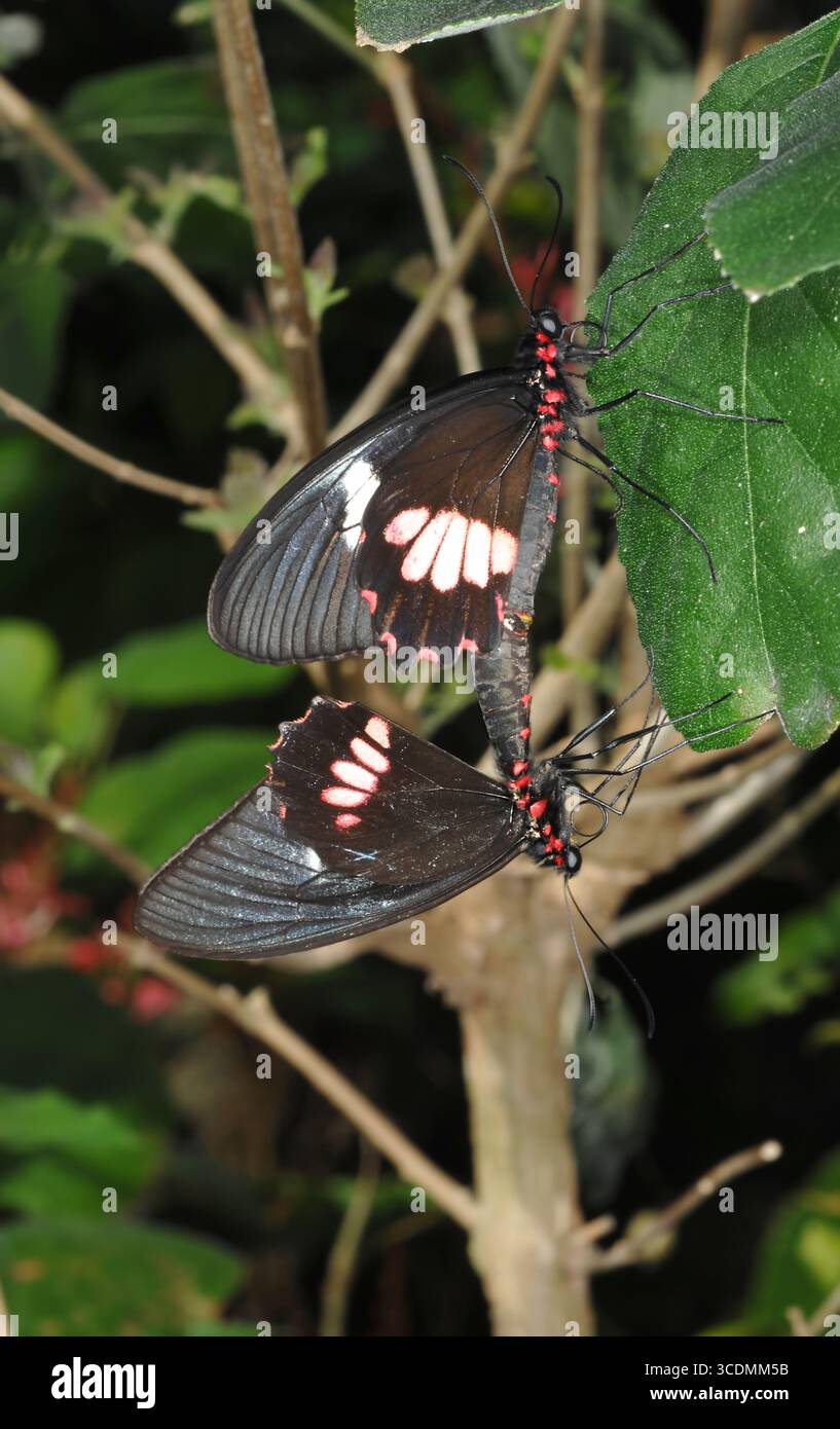 A pair of Transandean Cattleheart Butterfly, (Parides iphidamus) mating ...