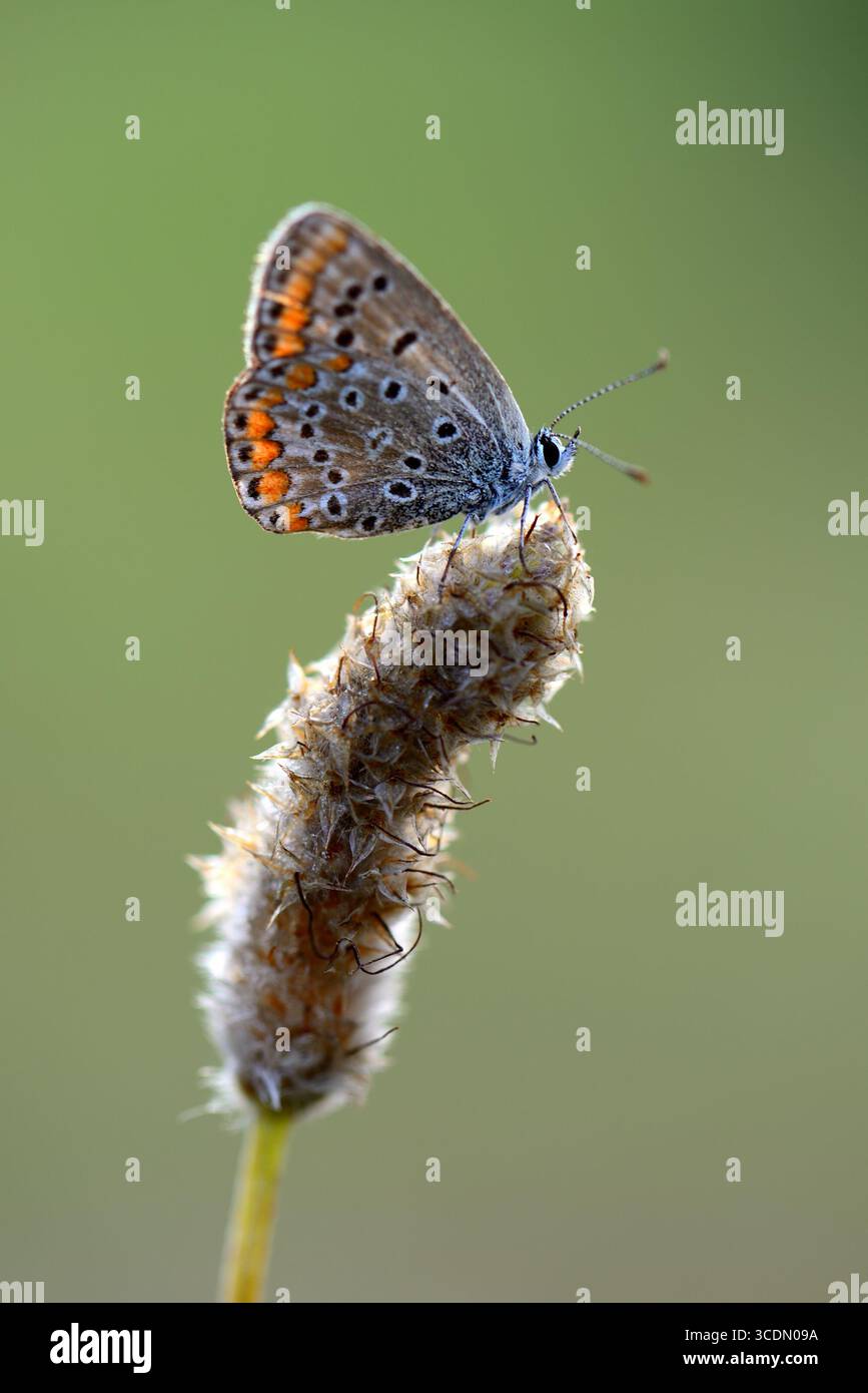 Aesthetic butterfly visual Stock Photo - Alamy