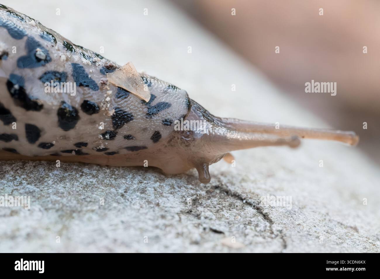 Extreme close up reveals hi-res stock photography and images - Alamy