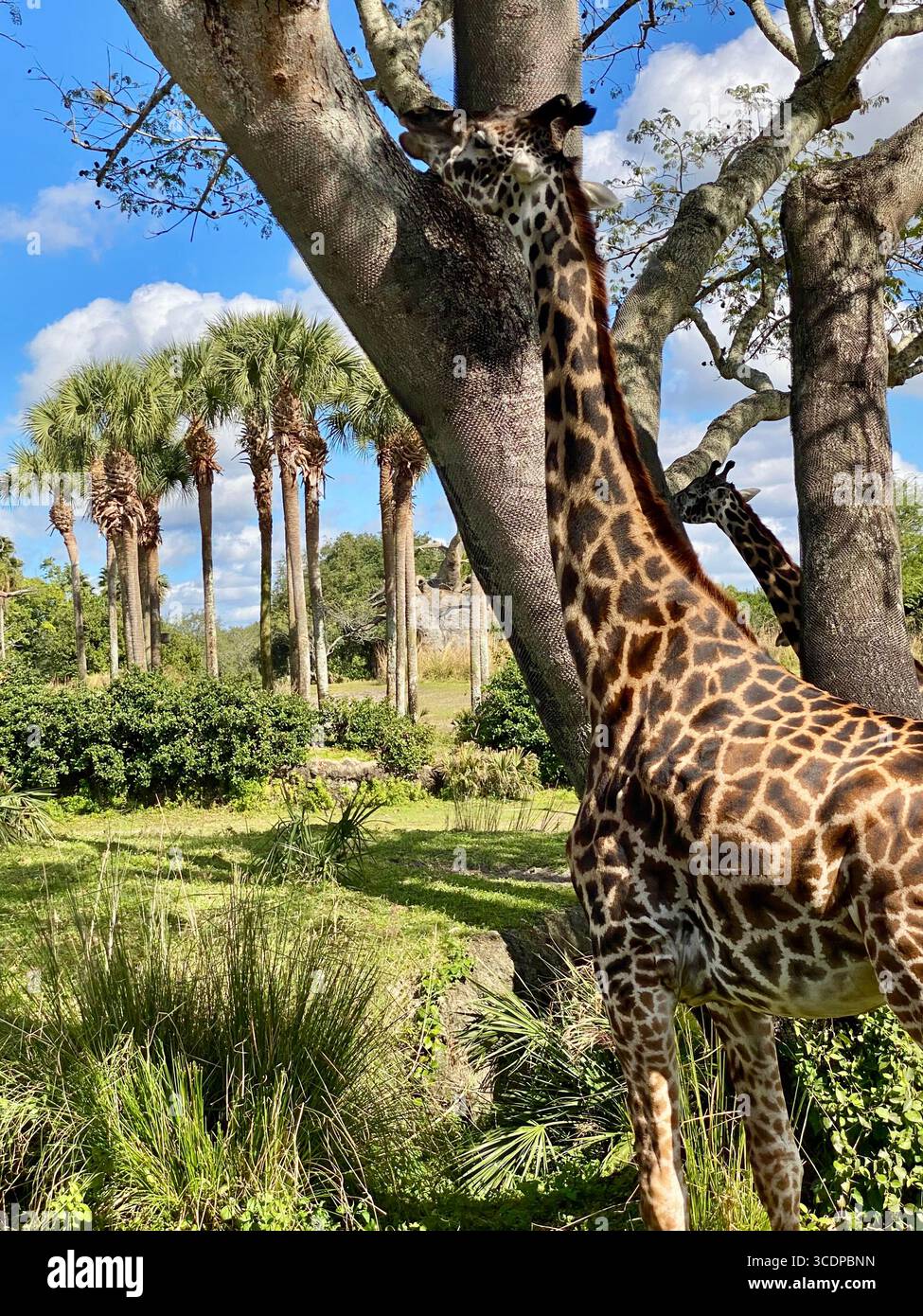 Giraffe reaching for leave sup high in a tree spotted on a safari ride ...