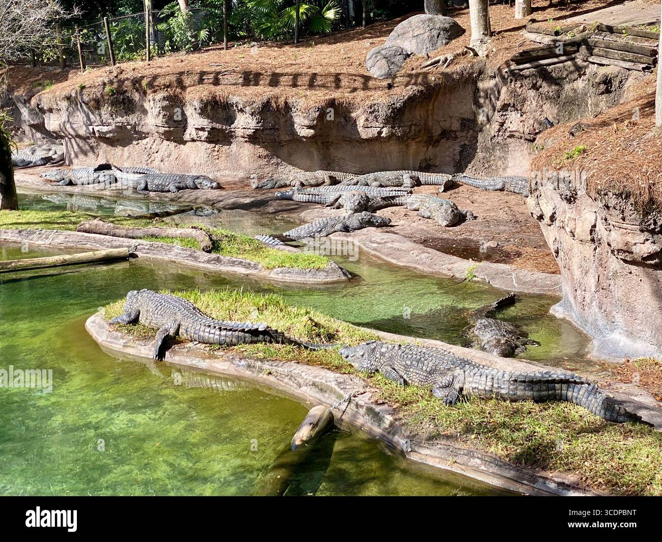 Crocodiles lounging on the rocks near water seen from the Kilimanjaro ...