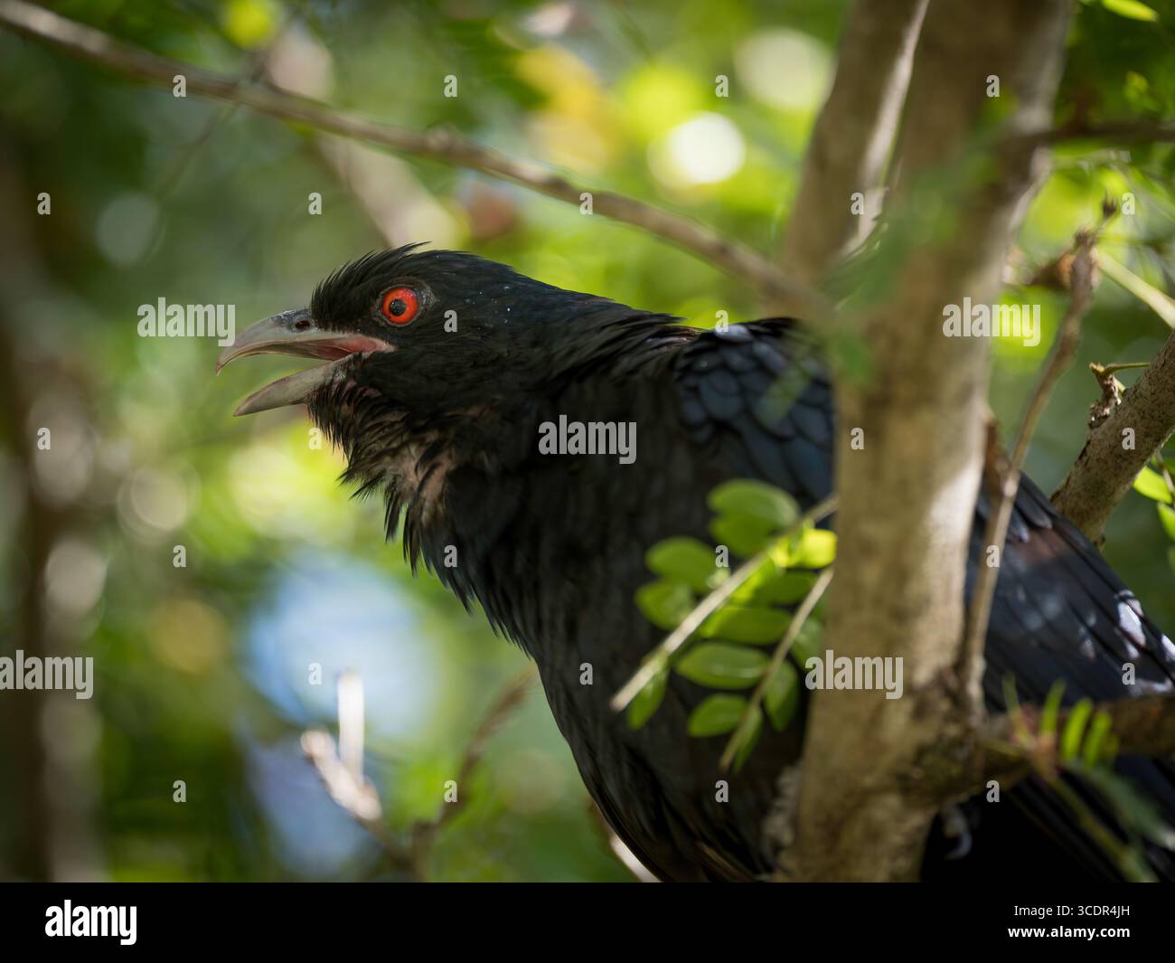 Eudynamys hi-res stock photography and images - Alamy