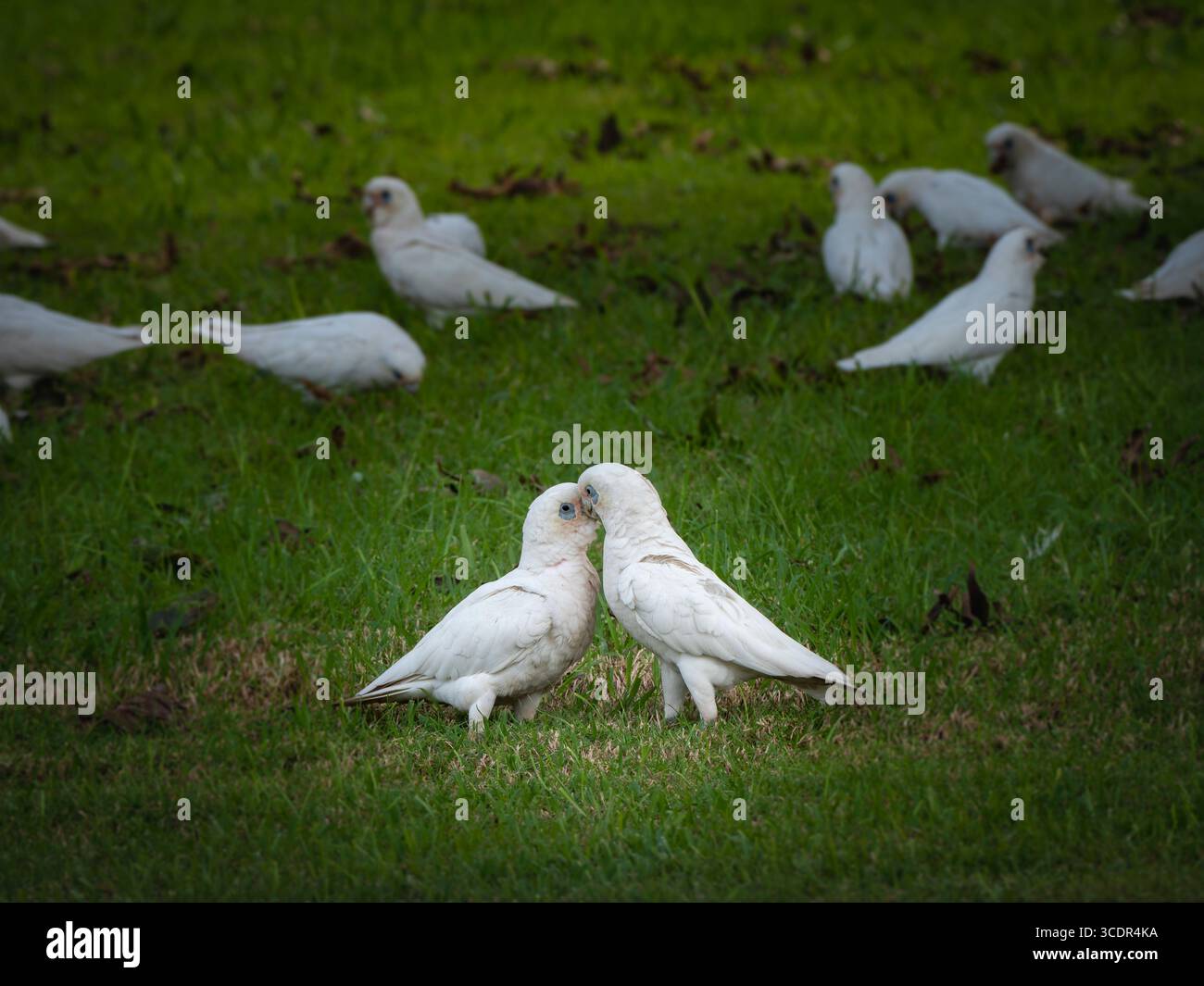 Little corella cockatoo hi-res stock photography and images - Alamy
