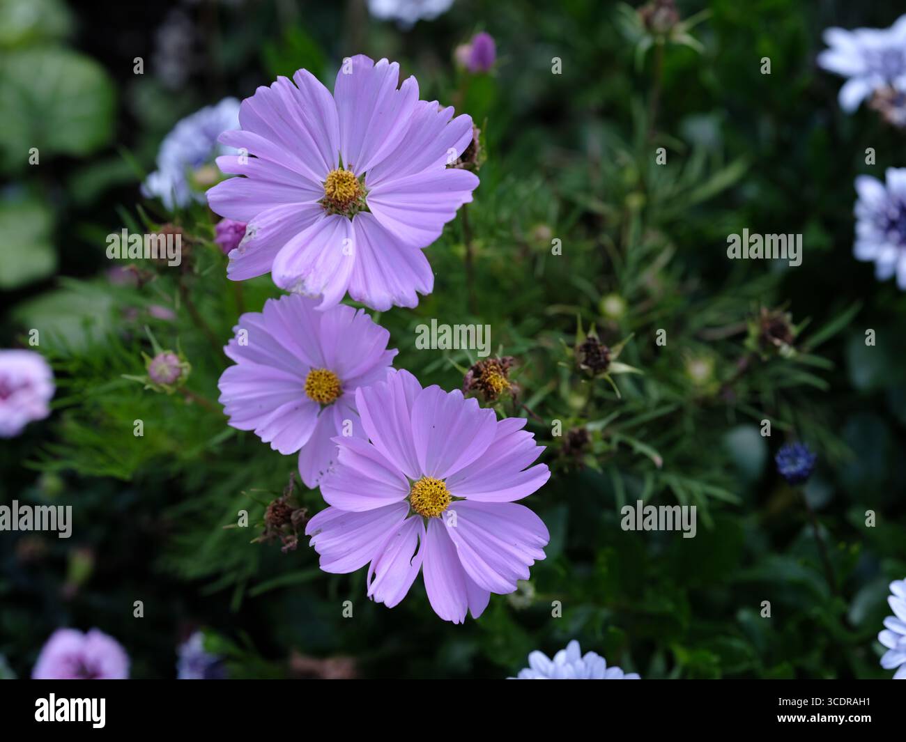 Skånes-Fagerhult, Skåne, Sweden. July 25 2025. Close-up of Pink Cosmos ...