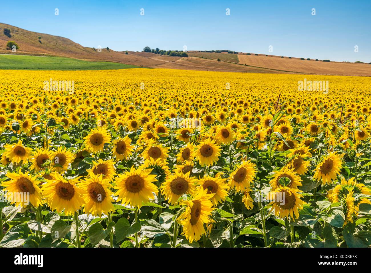 Bright yellow sun-drenched Sunflower Field near Maiden Castle, Dorset ...
