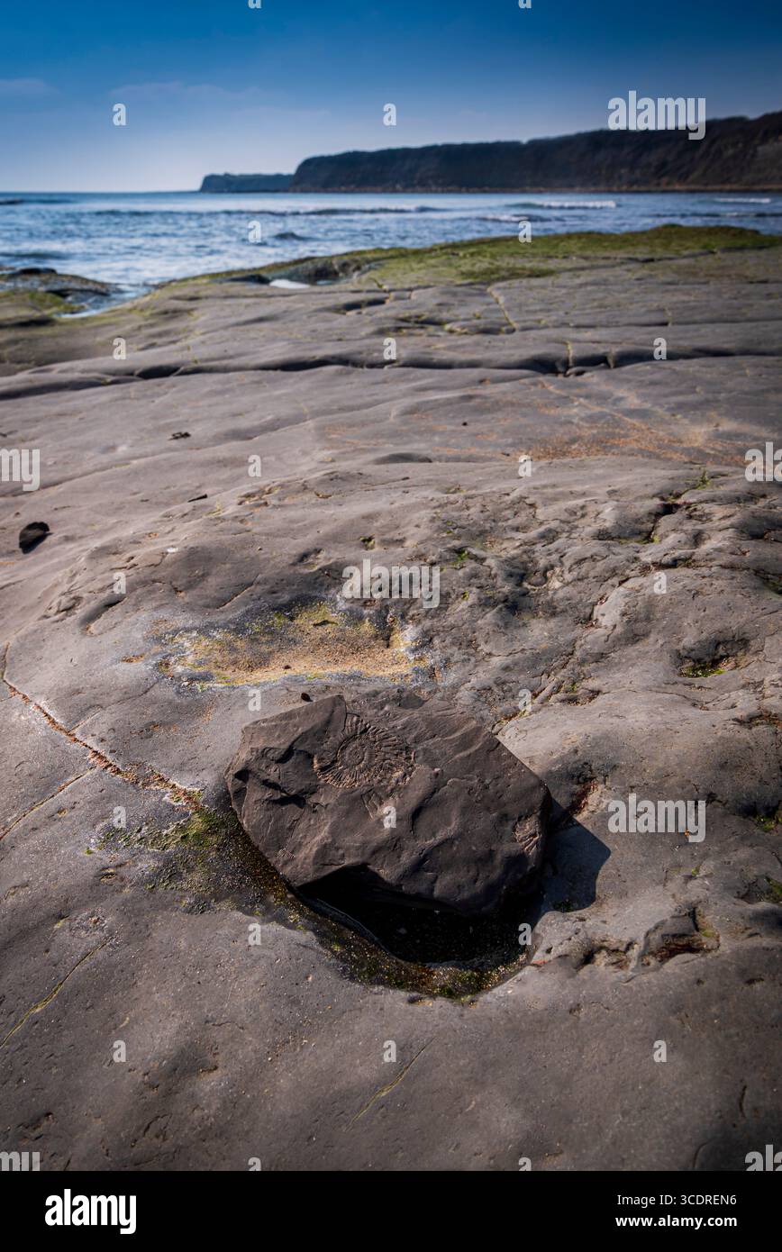 Fossils at Kimmeridge on the Dorset Coast looking across rocks and sea ...