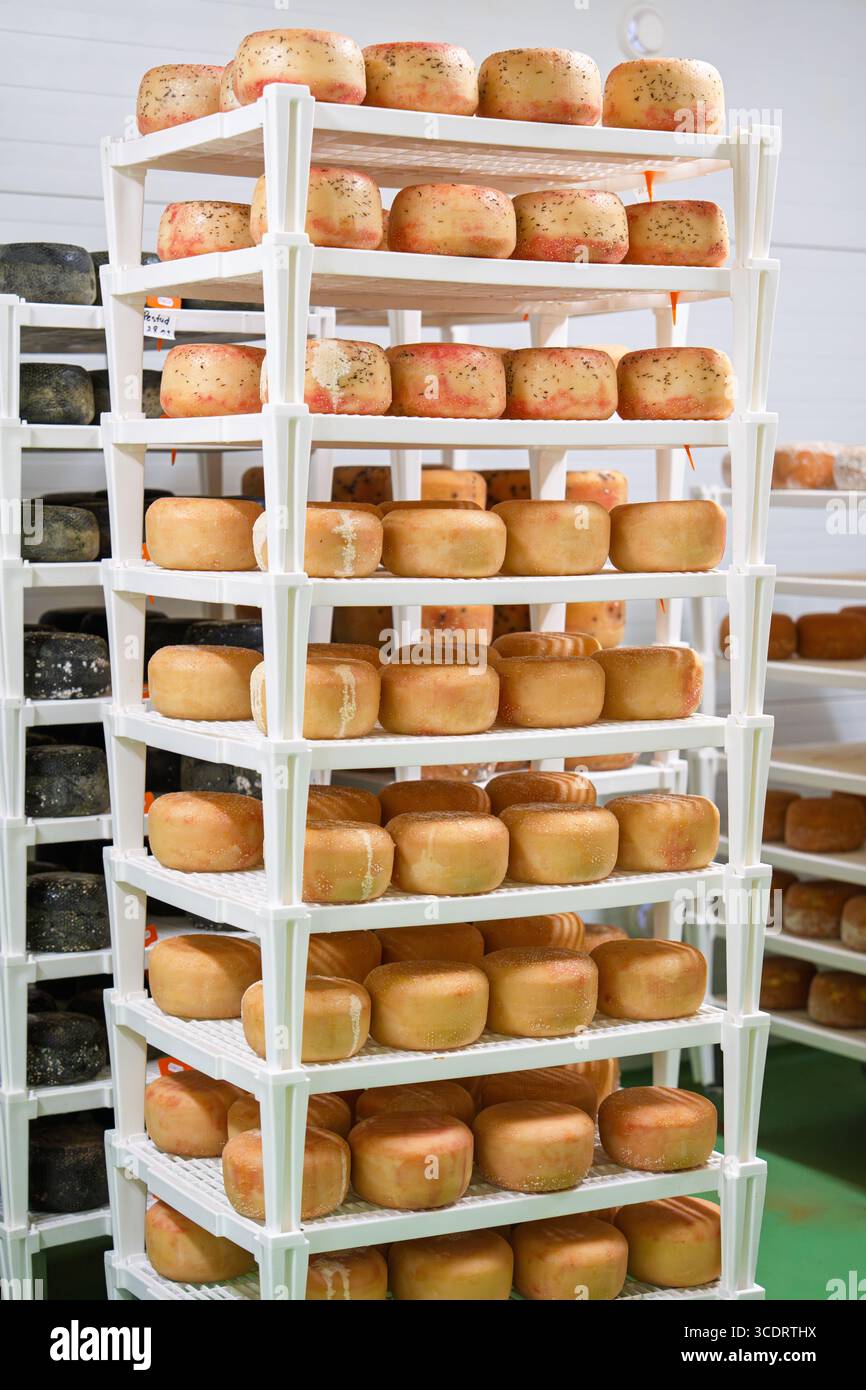 Artisanal Cheese Wheels Maturing on Shelves in a Cheese Factory, Dairy ...
