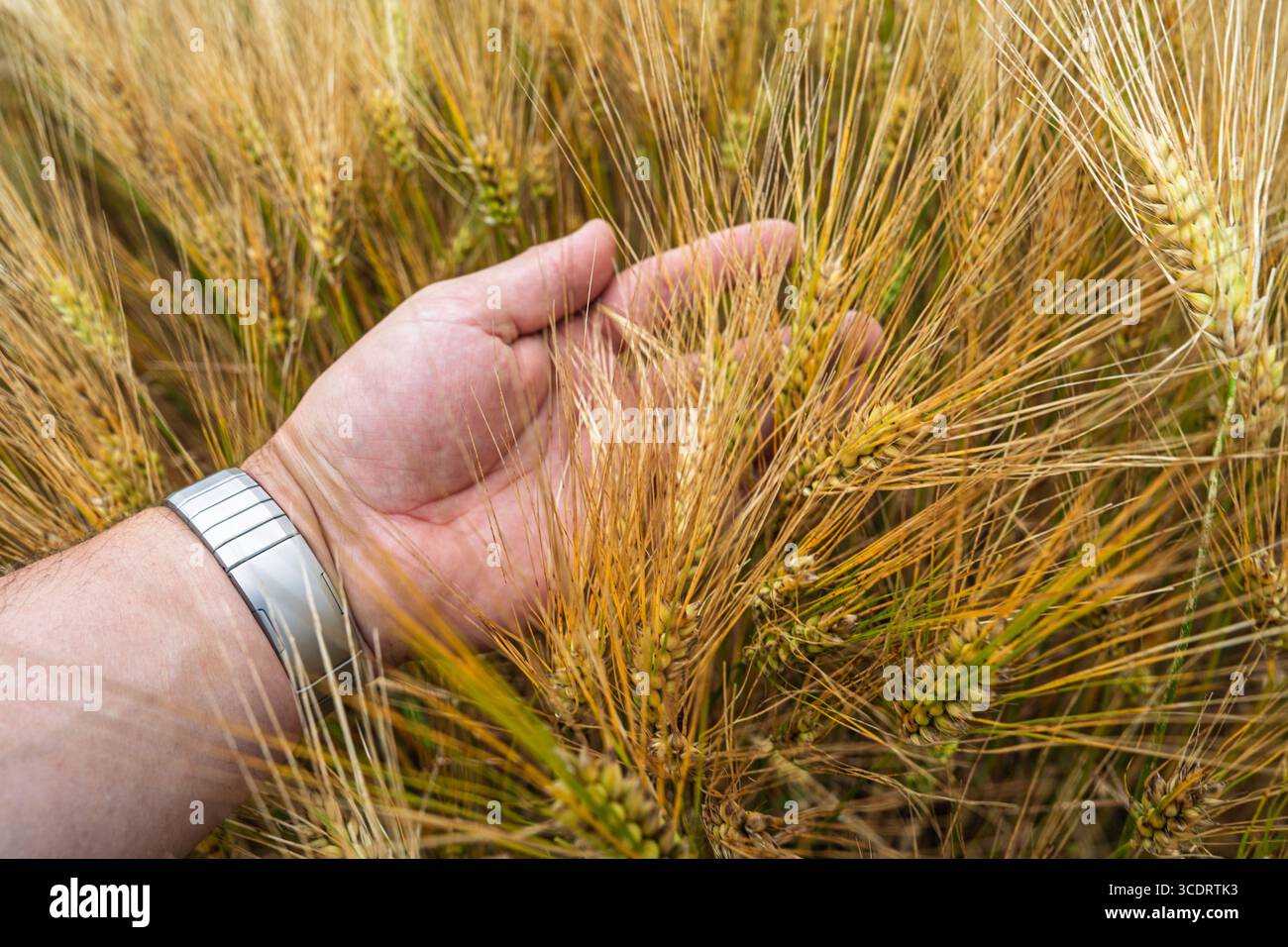 Hand Touching Ripe Barley Golden Field, Agriculture, Harvest, and Grain ...