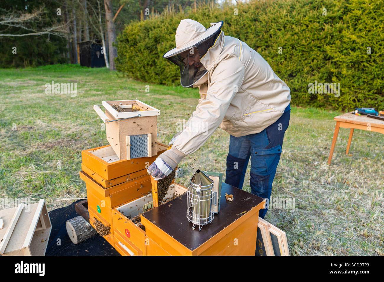Beekeeper Inspecting Beehive Frames for Honey and Hive Health in ...