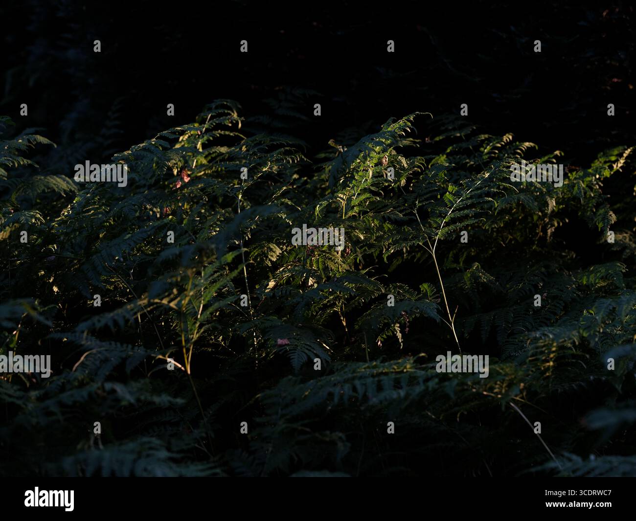 Skånes-Fagerhult, Skåne, Sweden. July 25 2025. Lush Green Fern Plants ...