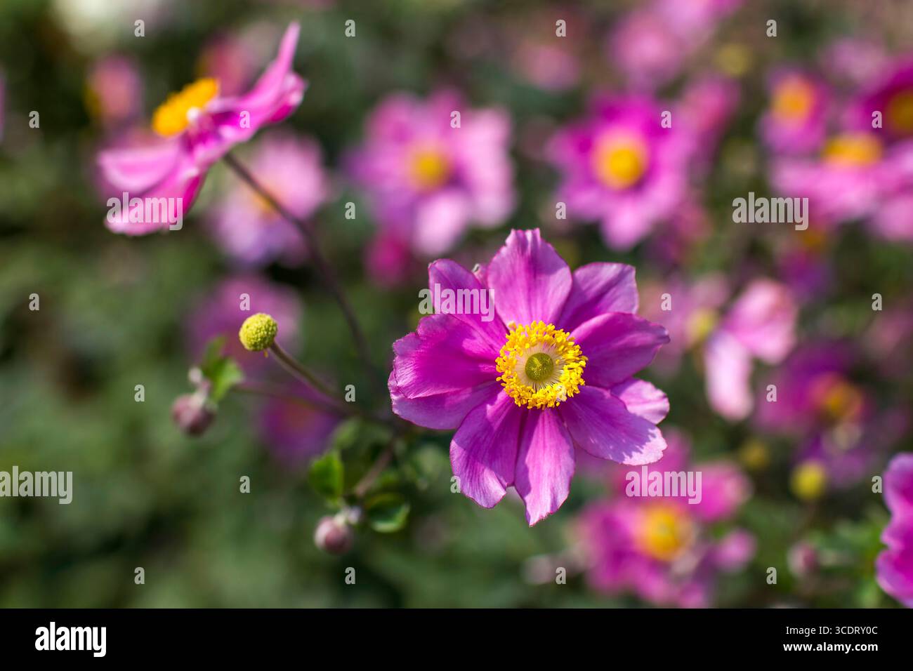 Anemone hupehensis. Commonly known as the Chinese anemone or Japanese ...