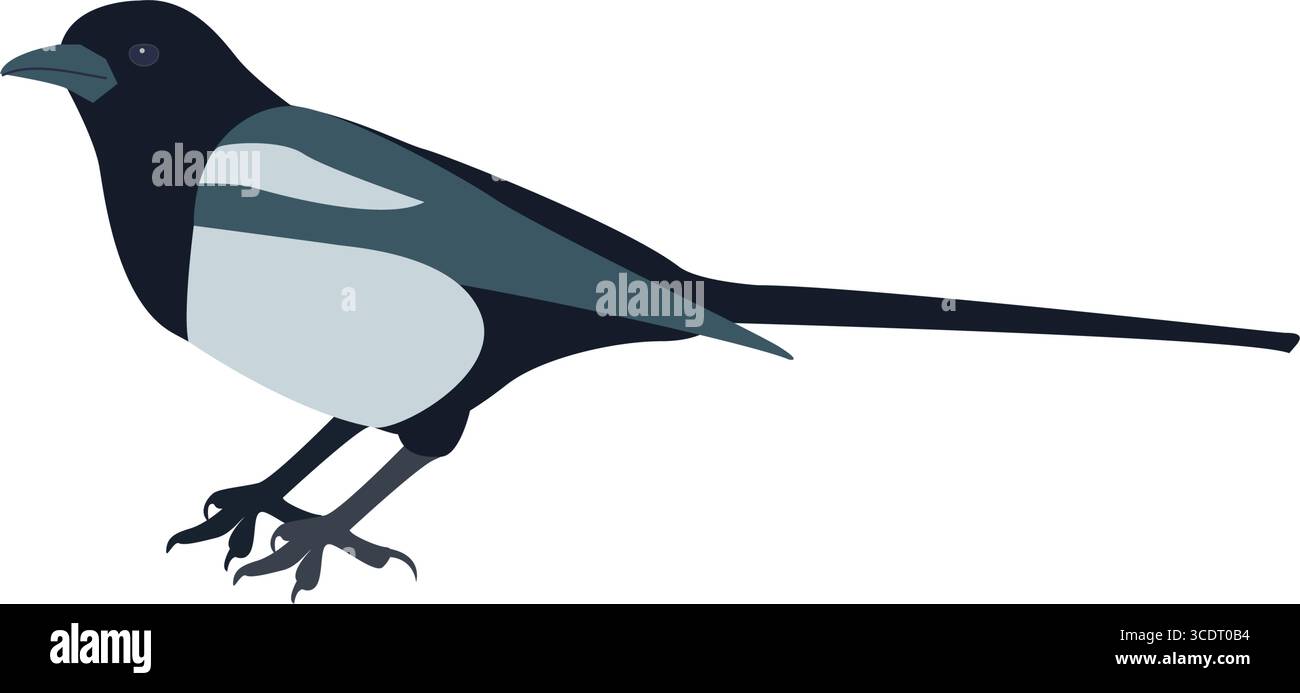 Thieving Magpie Vector Illustration Stock Vector Image & Art - Alamy