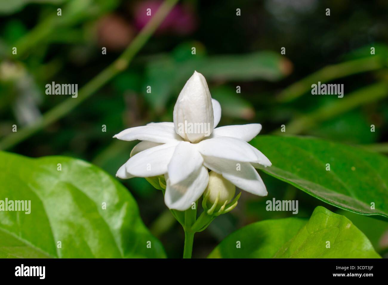 A beautiful Mogara, ( jasminum sambac) Arabian jasmine flower in the ...
