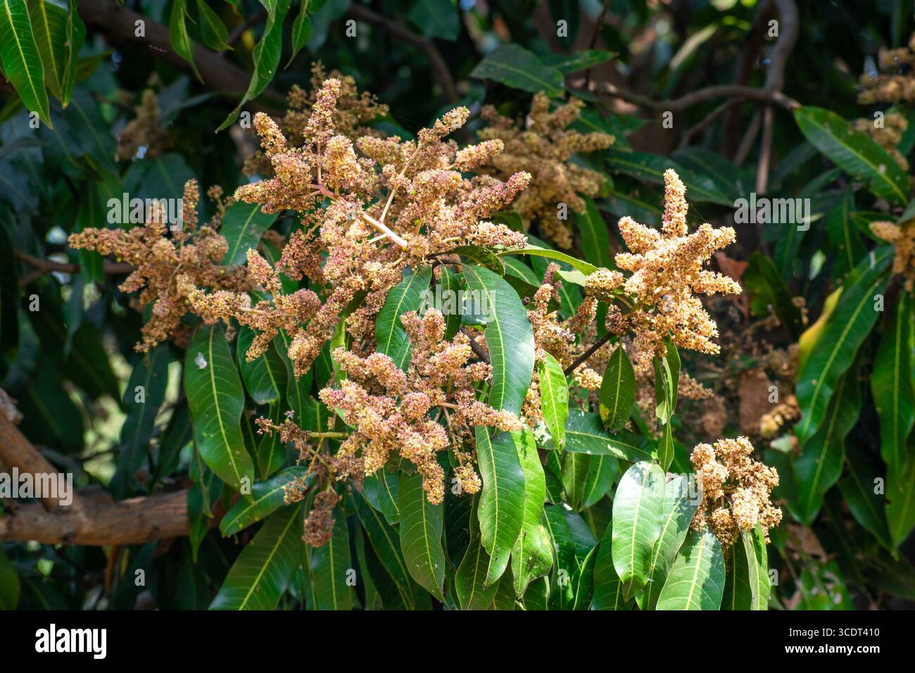 Close up of Mango flowers in a farm, A branch of inflorescence mango ...