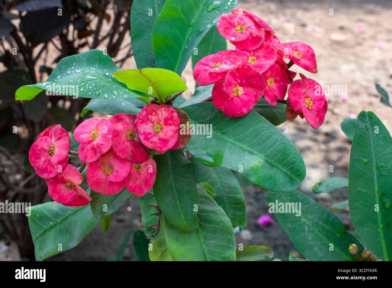 Closeup of euphorbia milii flower, also known as crown of thorns ...