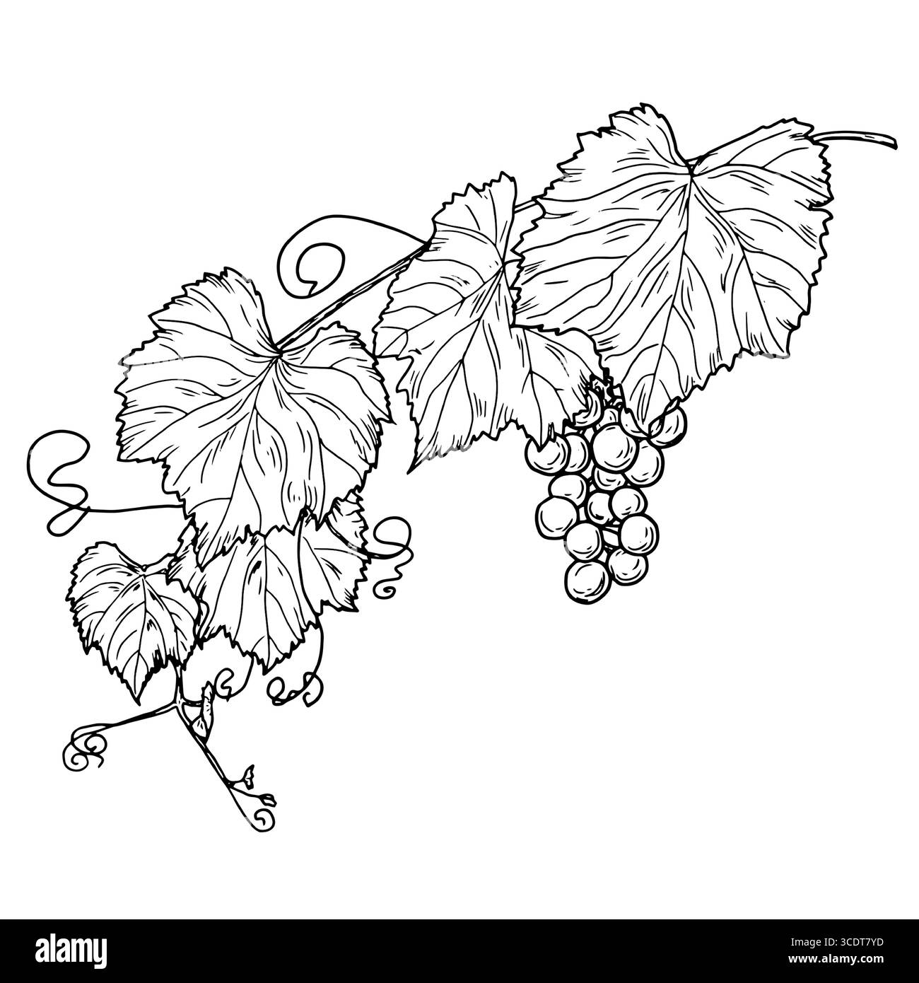 T branch Black and White Stock Photos & Images - Alamy