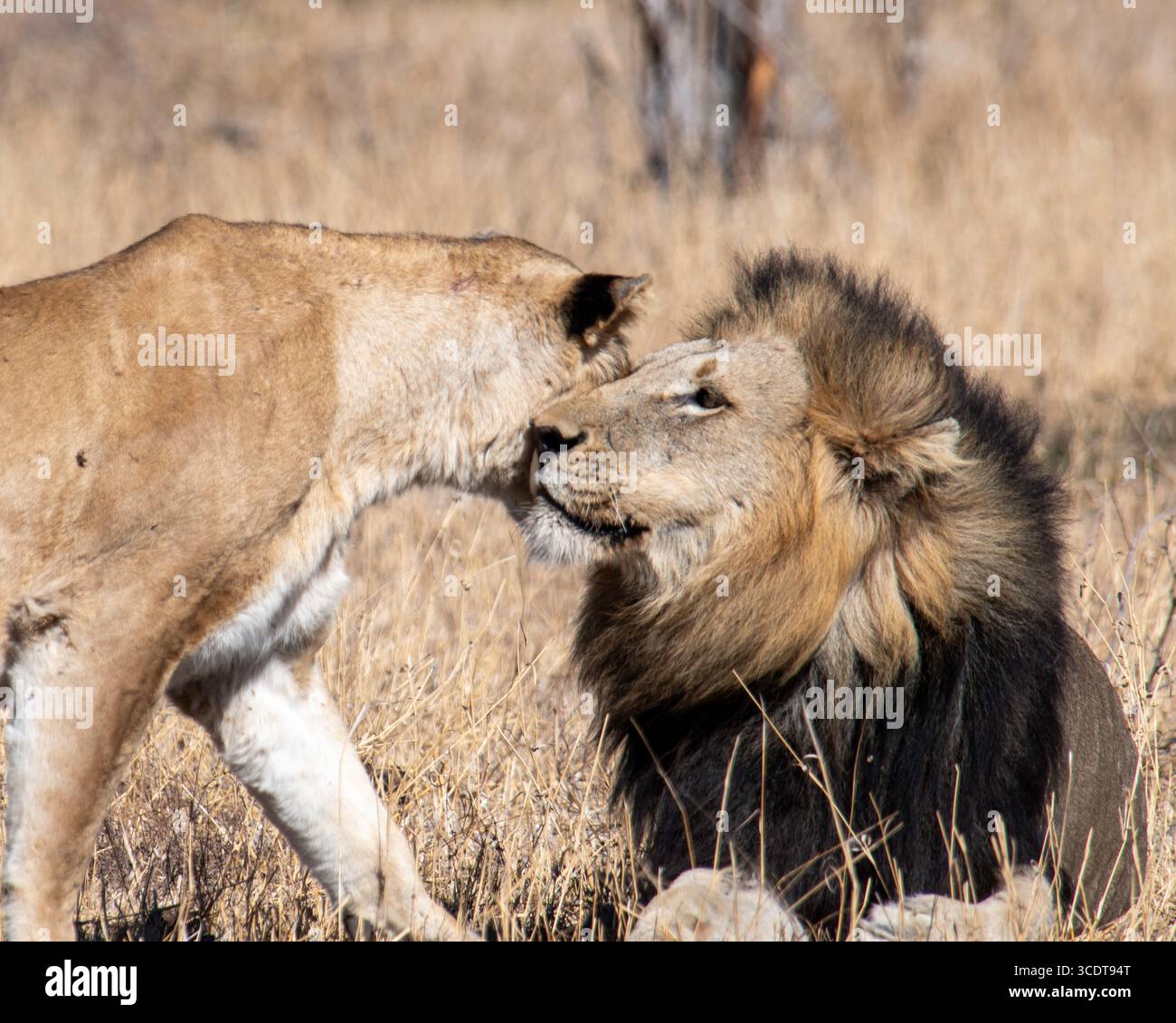 Lions mating, Kruger Park, July 2025 Stock Photo - Alamy