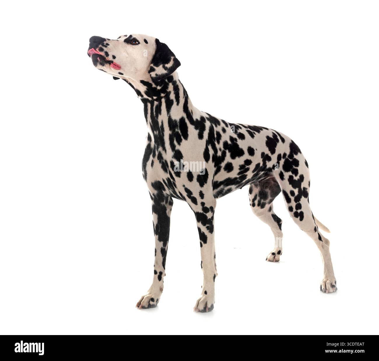 young dalmatian in front of white background Stock Photo - Alamy