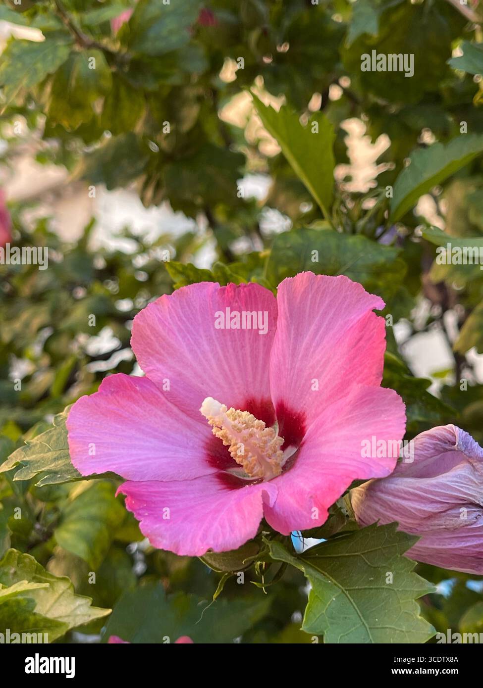 Selective focus pink hibiscus hi-res stock photography and images - Alamy