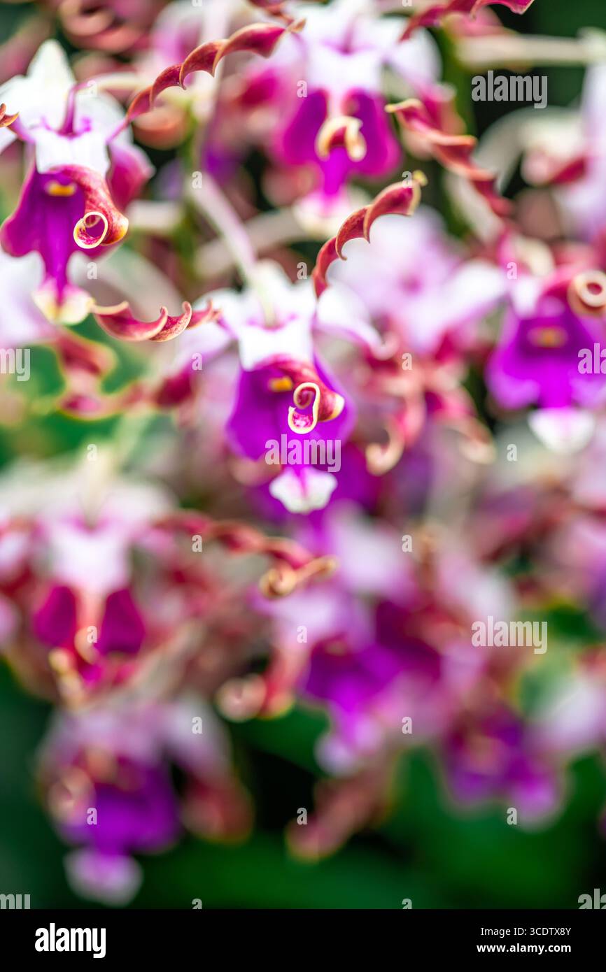 Beautiful purple orchids This is an Orquidea Schomburgkia Laelia ...