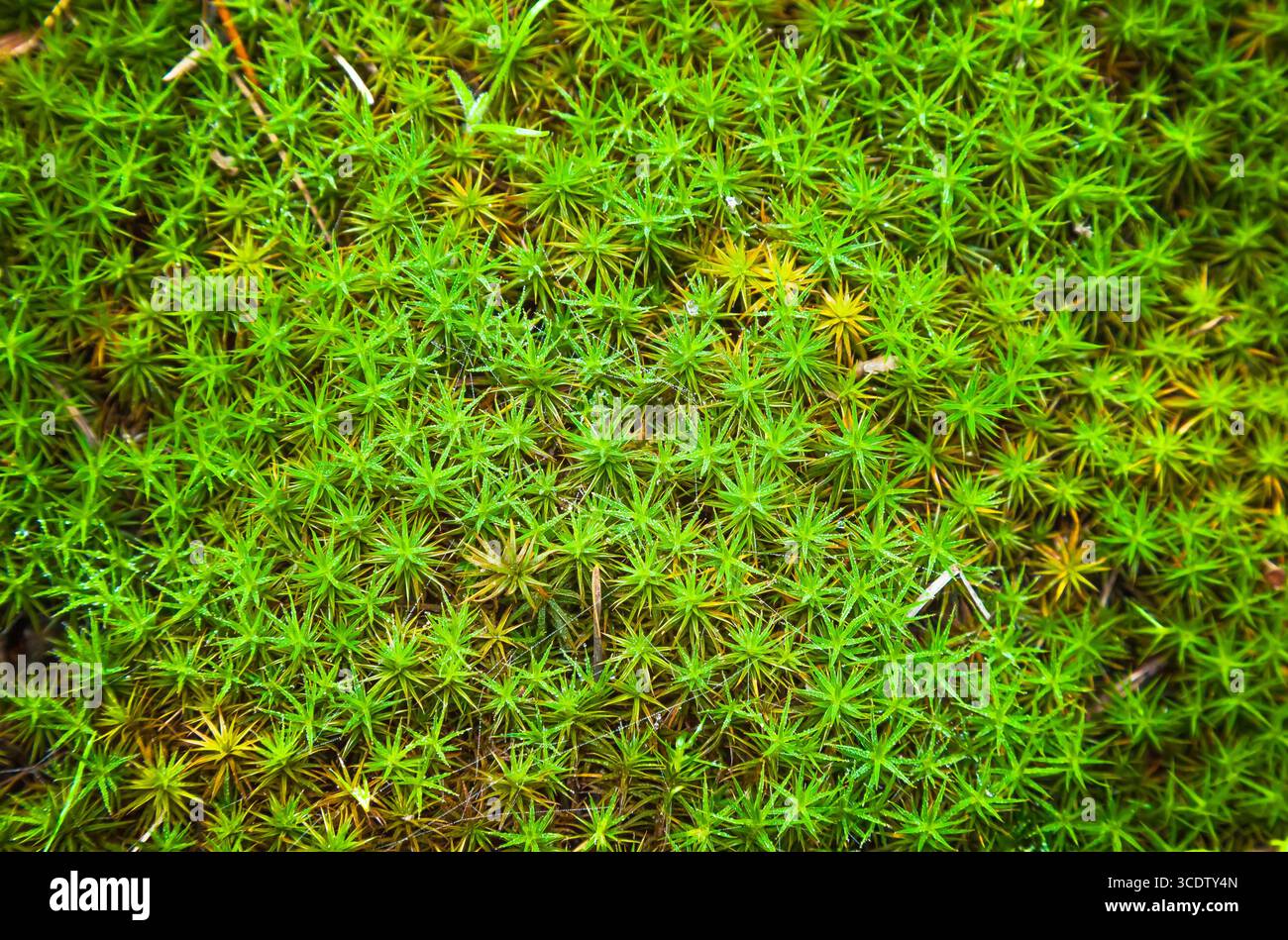 Forest moss texture top hi-res stock photography and images - Alamy