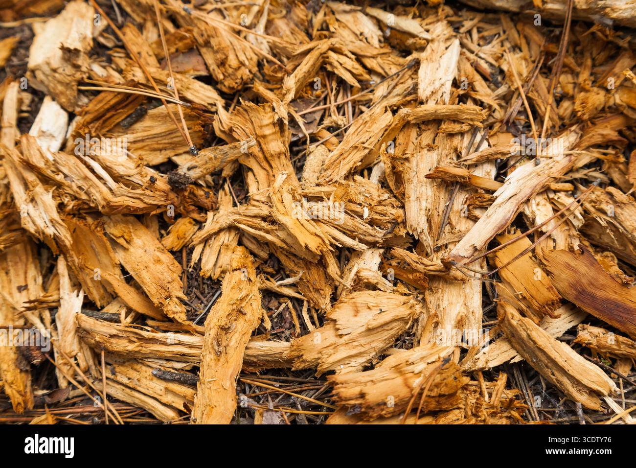 Sawdust of a dry, rotten tree in the forest Stock Photo - Alamy