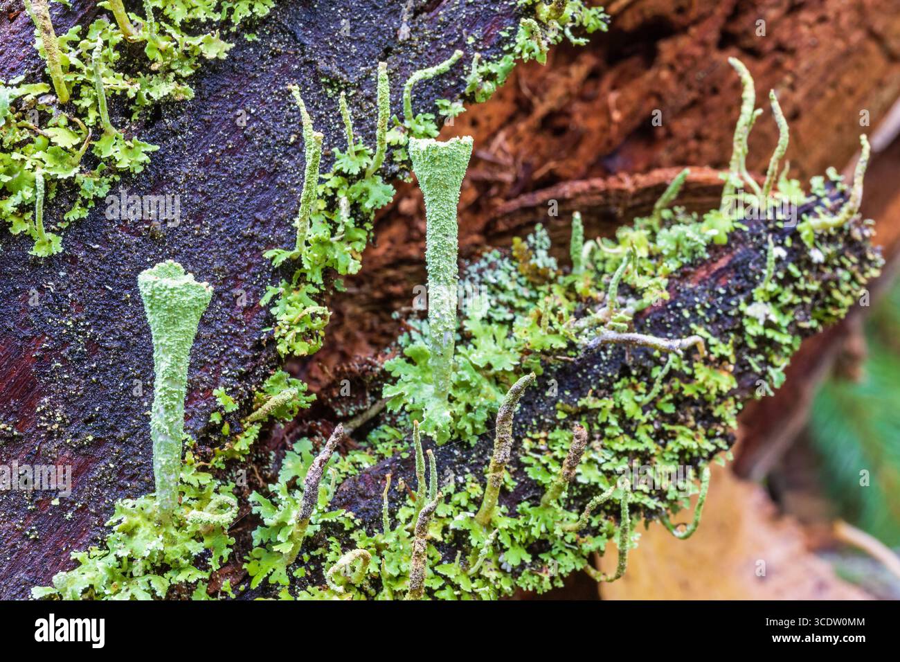 Mossy decayed tree log hi-res stock photography and images - Alamy