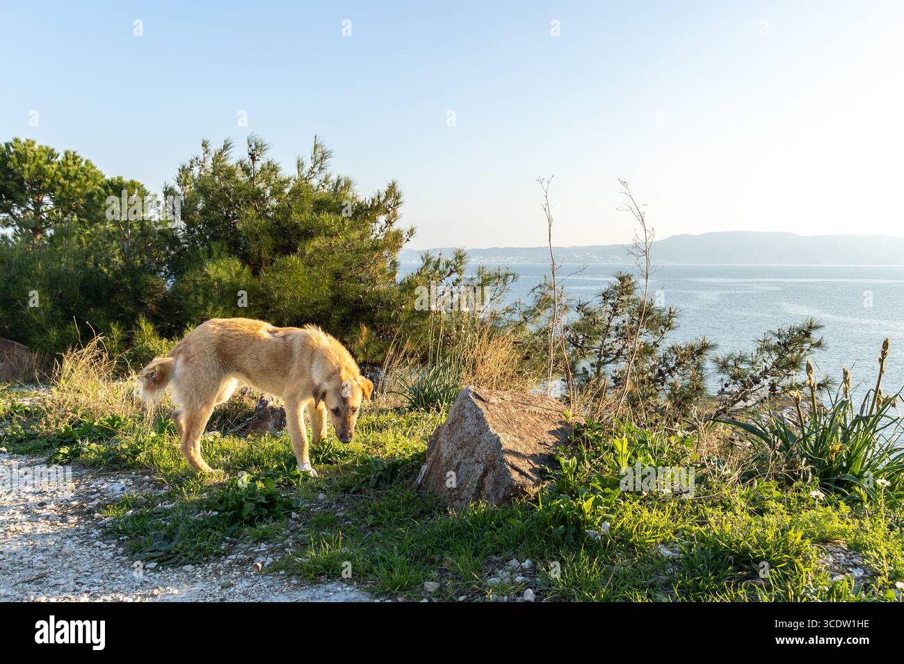 Dog enjoying seaside view hi-res stock photography and images - Alamy