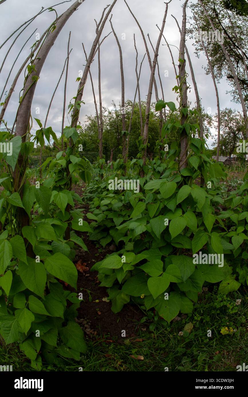 Lush green stem supports hi-res stock photography and images - Alamy