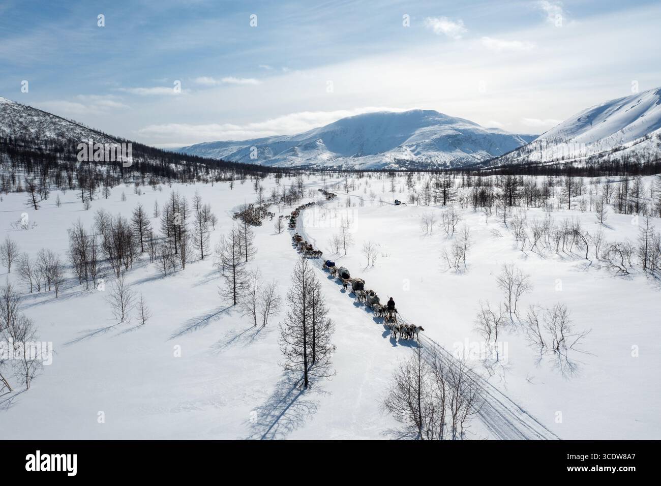 Aerial view of a long caravan of sleds pulled by reindeers cutting ...