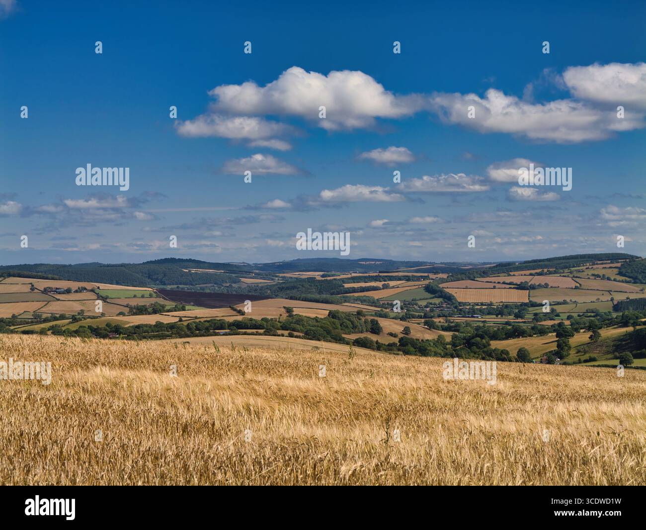 Golden barley sways under a bright blue sky, with patchwork fields and ...