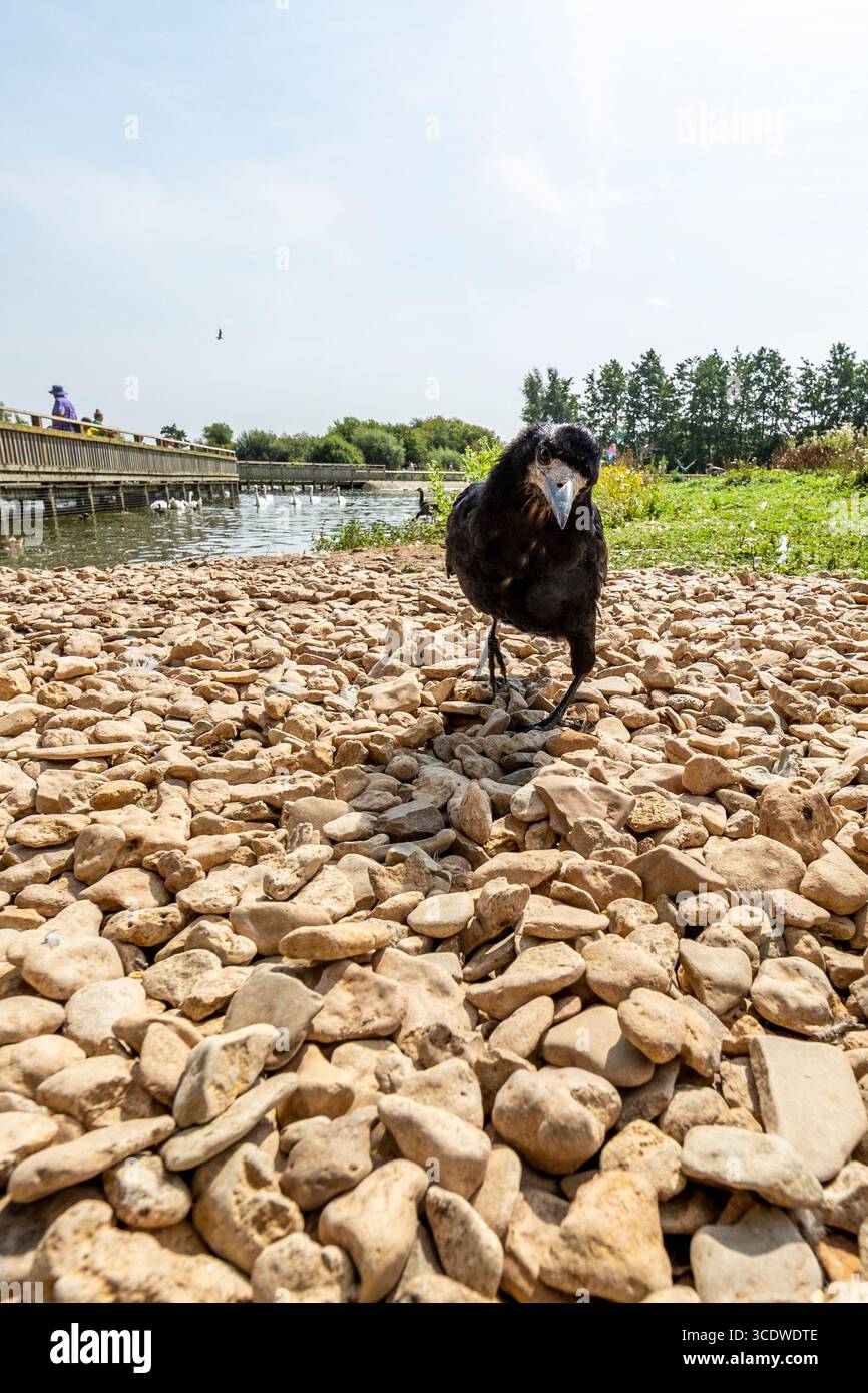 Turning over stones hi-res stock photography and images - Alamy
