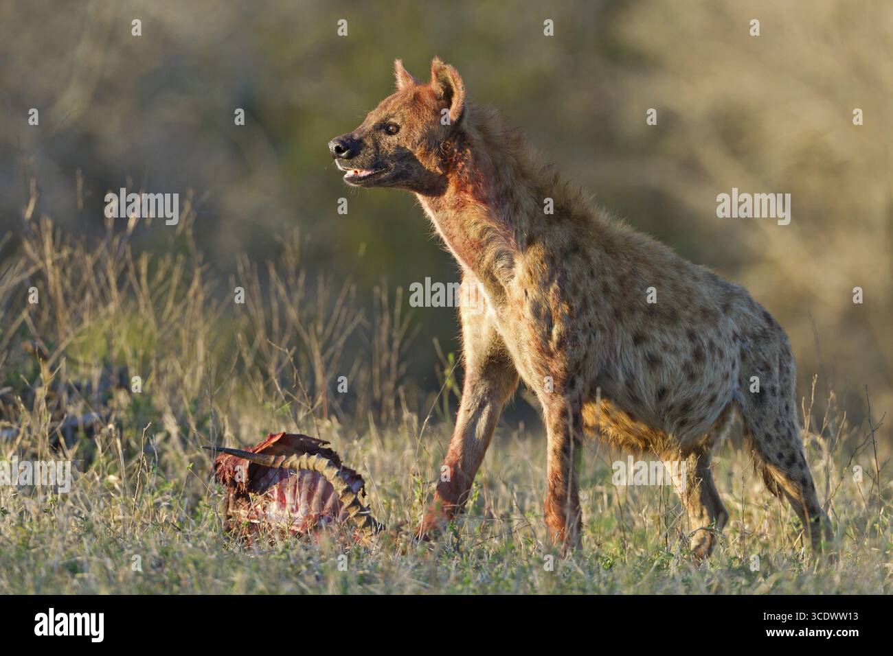 Spotted hyena, spotted hyena, Crocuta crocuta, spotted hyena, laughing ...