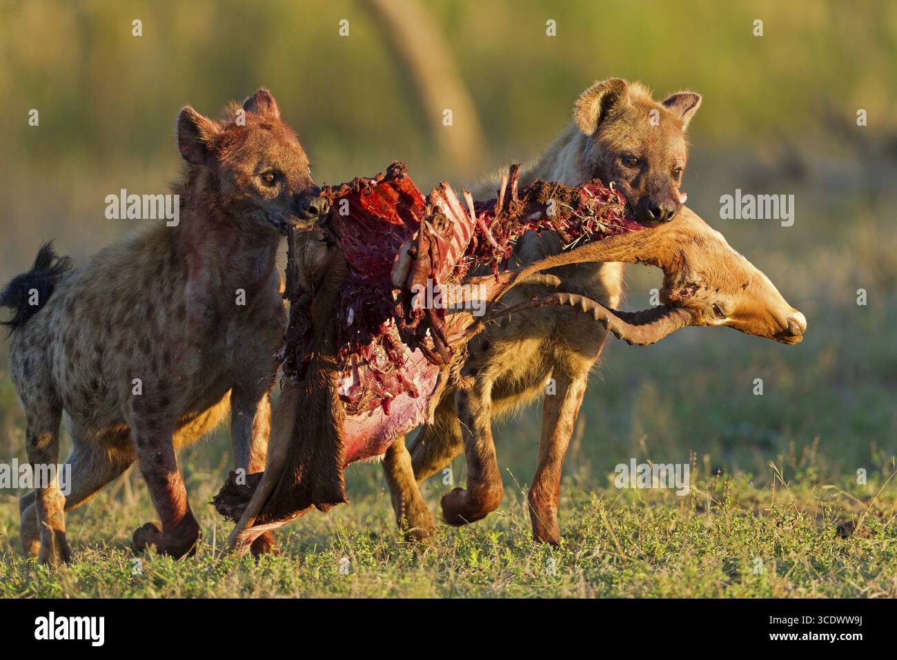 Spotted hyena, spotted hyena, Crocuta crocuta, spotted hyena, laughing ...
