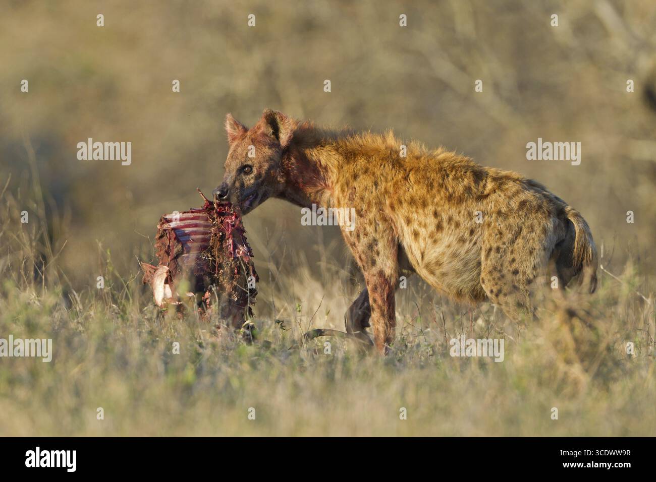 Spotted hyena, spotted hyena, Crocuta crocuta, spotted hyena, laughing ...