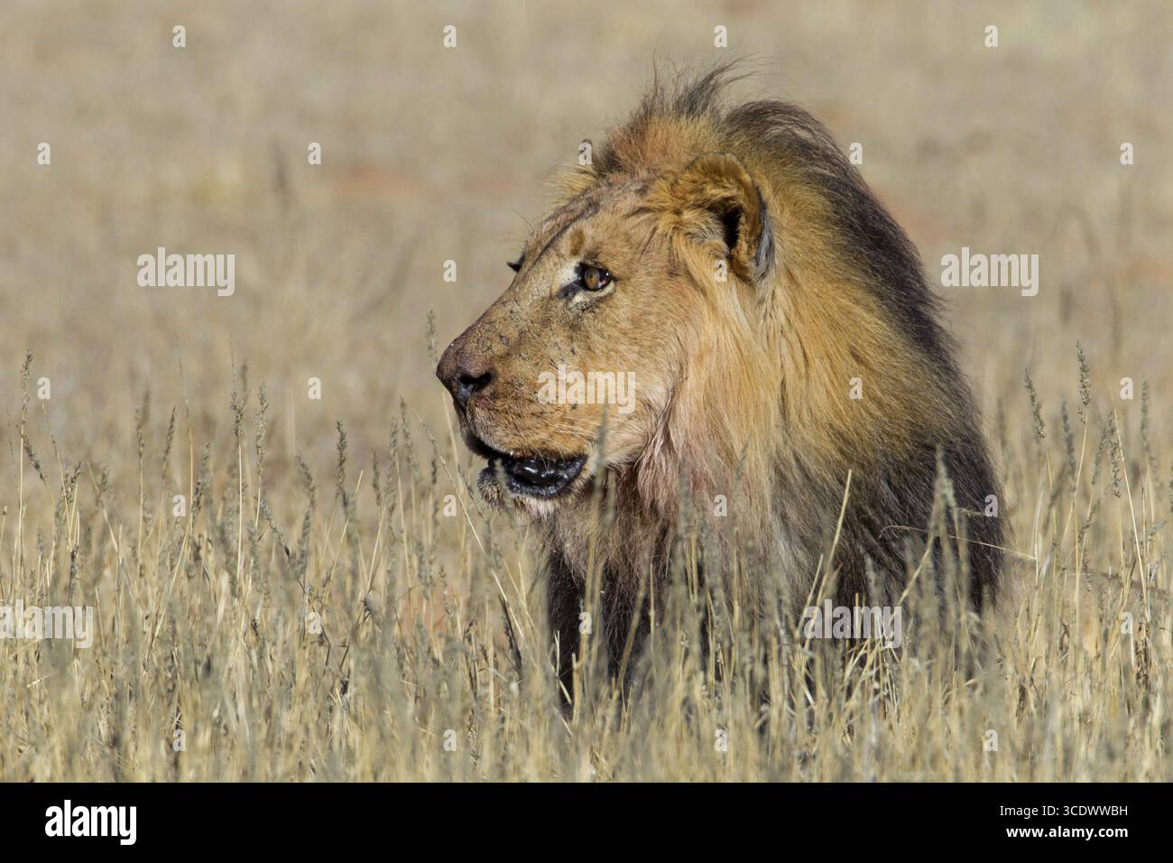 Lion, Panthera leo, lion, leon, 14th Waterhole, Mata Mata, Northern ...