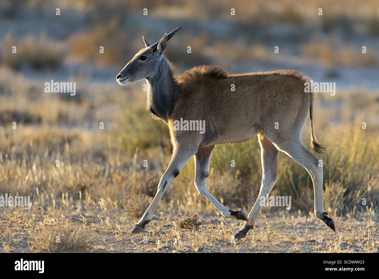 Eland, Taurotragus oryx, antelope, antelope, Nossob Riverbed, Twee ...
