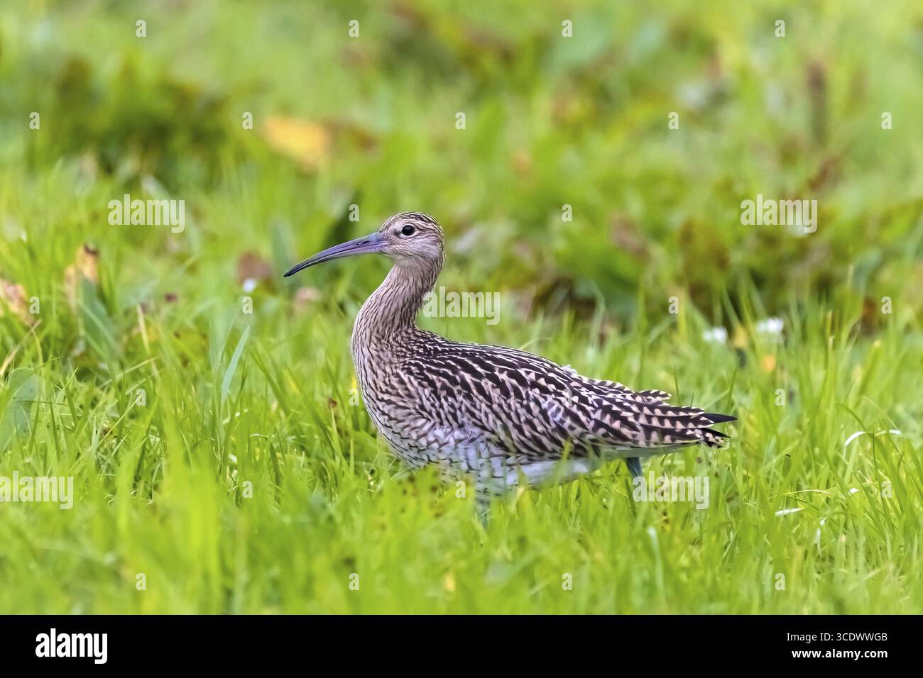 Eurasian curlew, (Numenius aquata), animals, birds, snipe family ...