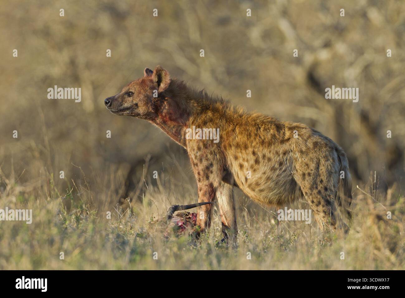 Spotted hyena, spotted hyena, Crocuta crocuta, spotted hyena, laughing ...