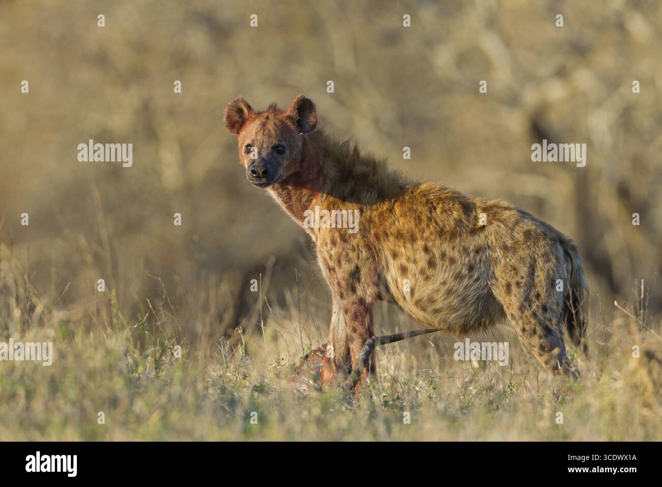 Spotted hyena, spotted hyena, Crocuta crocuta, spotted hyena, laughing ...