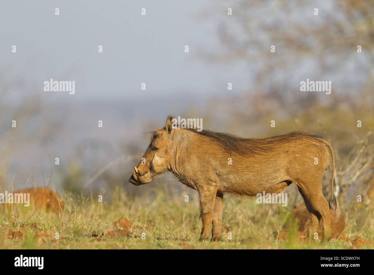 Warthog, Phacochoerus africanus, Warthog, facoquero comun, facocero ...