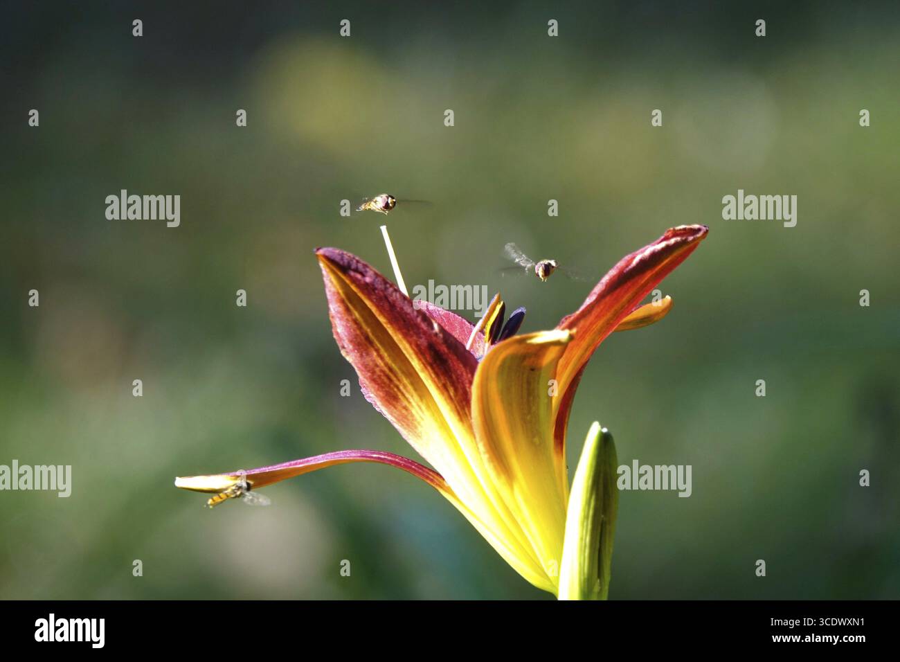 Flower of a lily with flying insects, June, Germany Stock Photo - Alamy