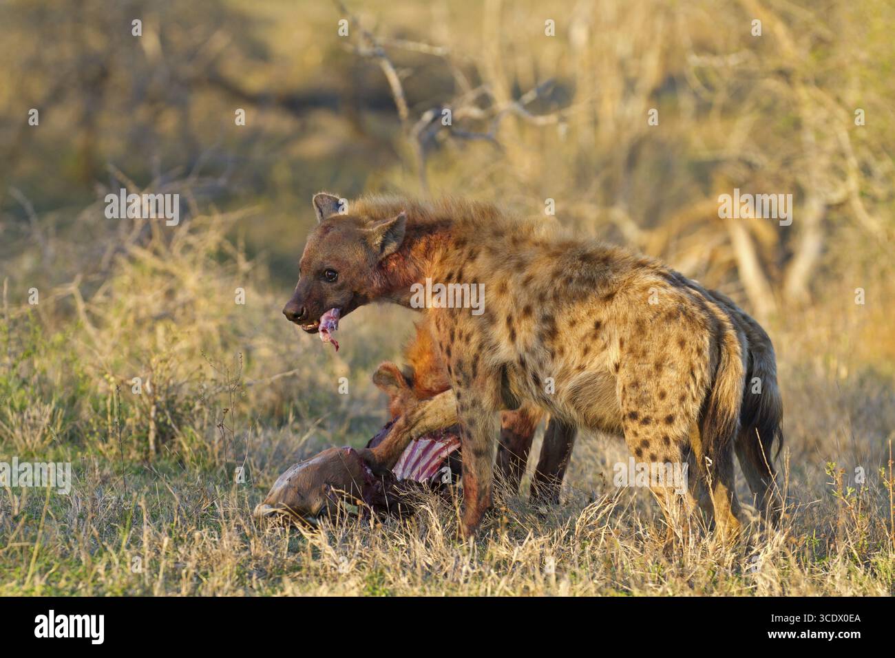 Spotted hyena, spotted hyena, Crocuta crocuta, spotted hyena, laughing ...