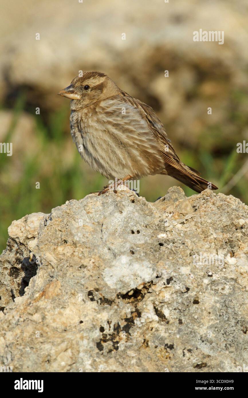 Rock Sparrow, Rock Sparrow, Streaked Rock Sparrow, Petronia petronia ...