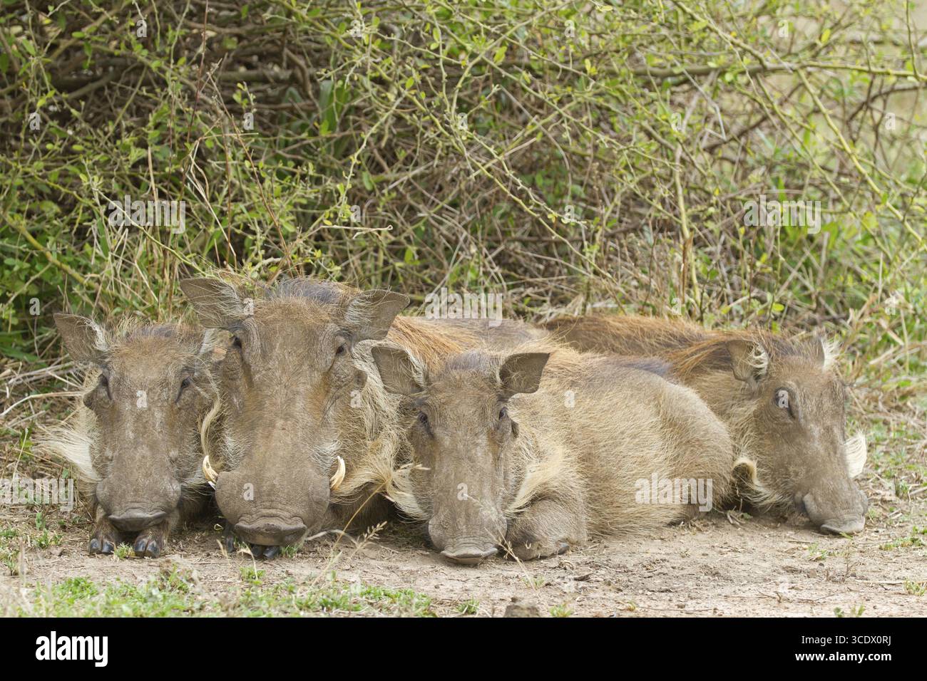Warthog, Phacochoerus africanus, Warthog, facoquero comun, facocero ...